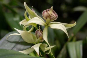 23 of the Best Types of Orchids to Grow as Houseplants