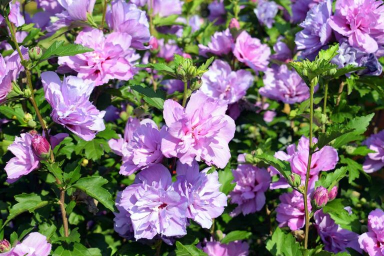 25 of the Best Rose of Sharon Varieties | Gardener's Path