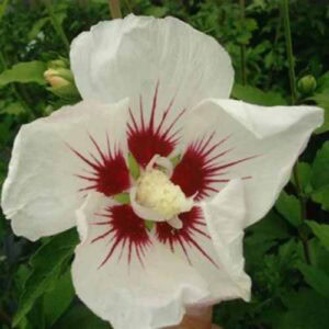 25 of the Best Rose of Sharon Varieties | Gardener's Path