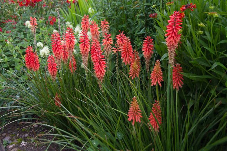 How to Grow and Care for Red Hot Poker (Torch Lily)