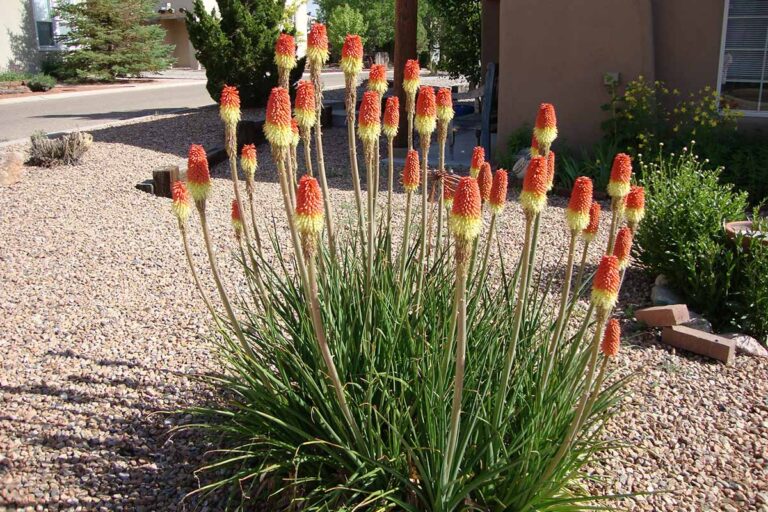 How to Grow and Care for Red Hot Poker (Torch Lily)