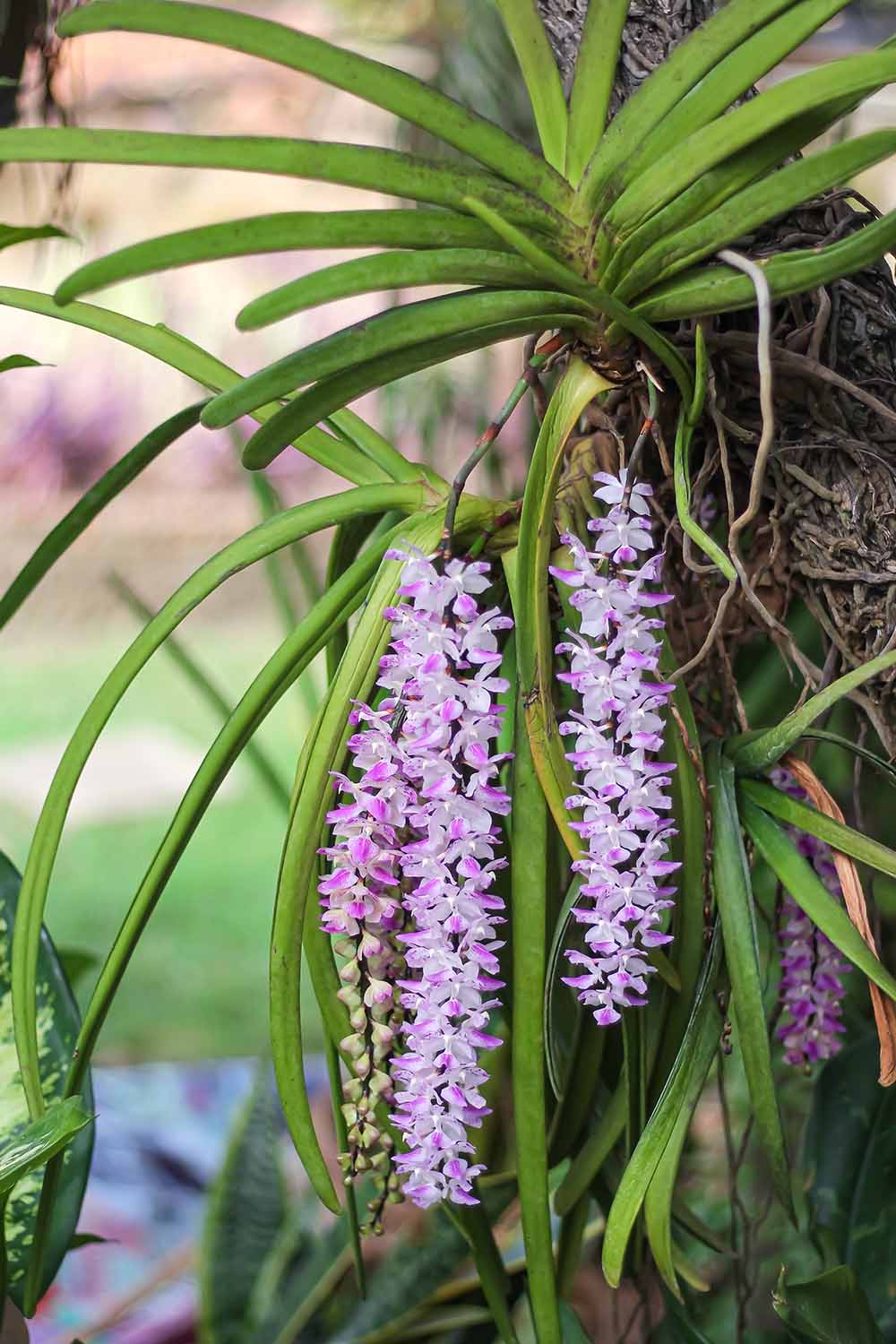 23 of the Best Types of Orchids to Grow as Houseplants