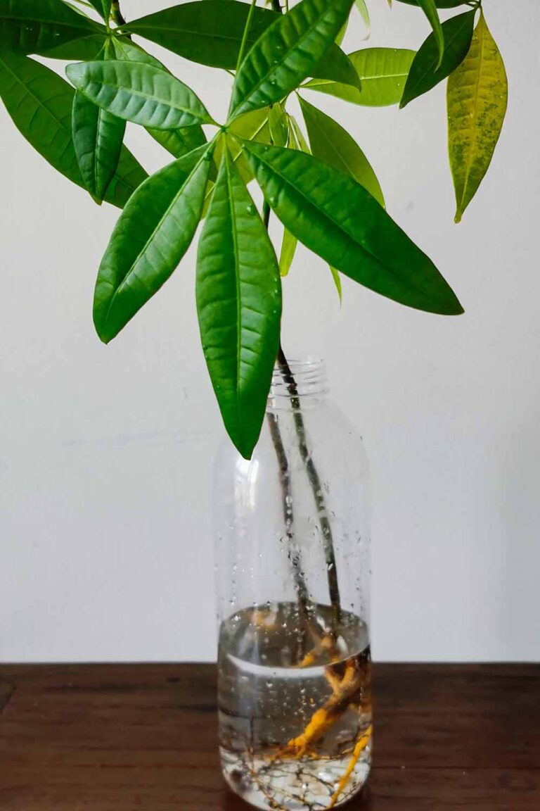 How to Grow Money Tree Plants (Pachira) | Gardener’s Path