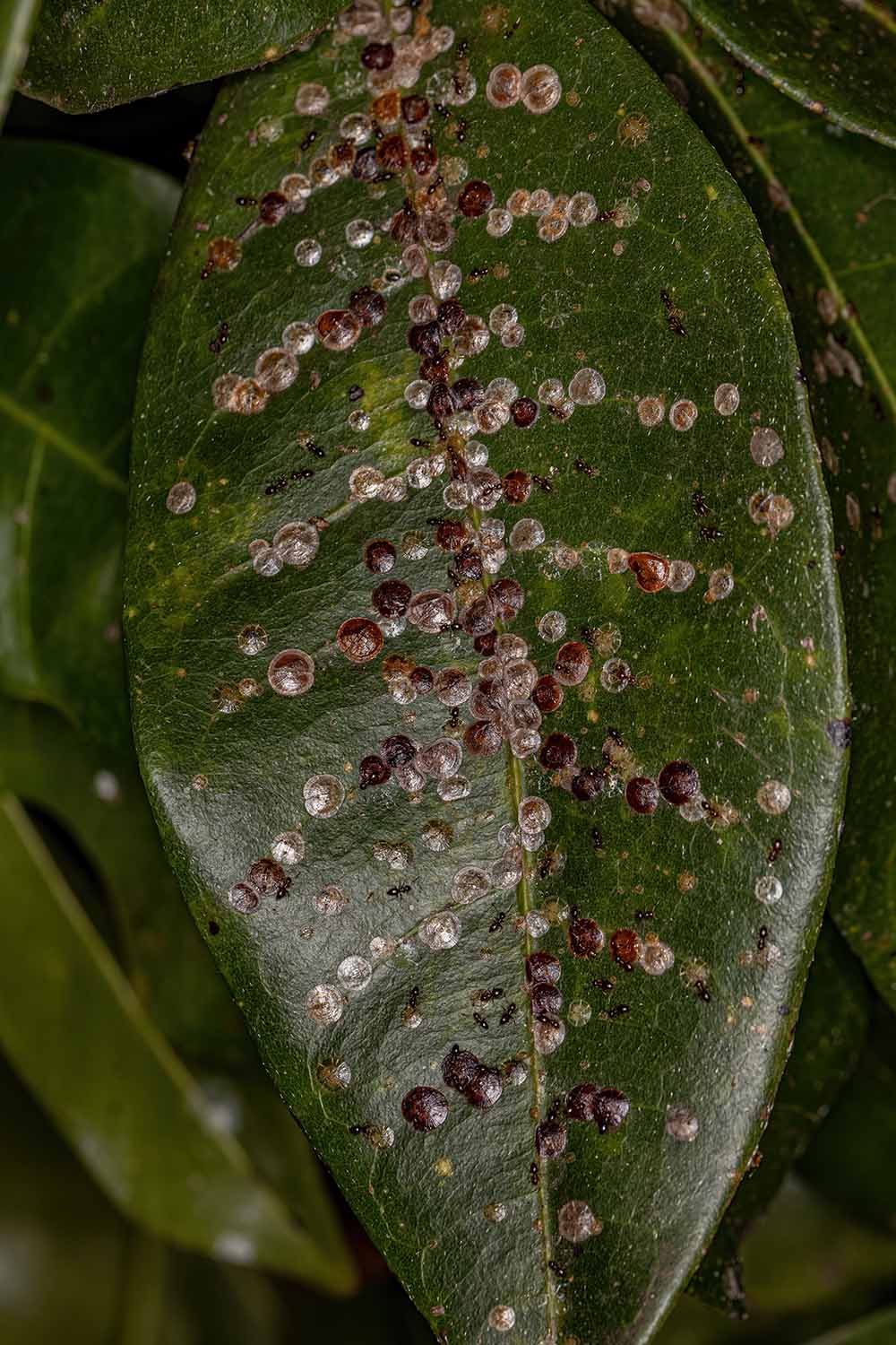 How to Grow Money Tree Plants (Pachira) | Gardener’s Path