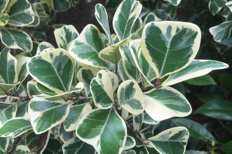 The Best Tall Houseplants: 25 Tree-Like Plants to Grow Indoors