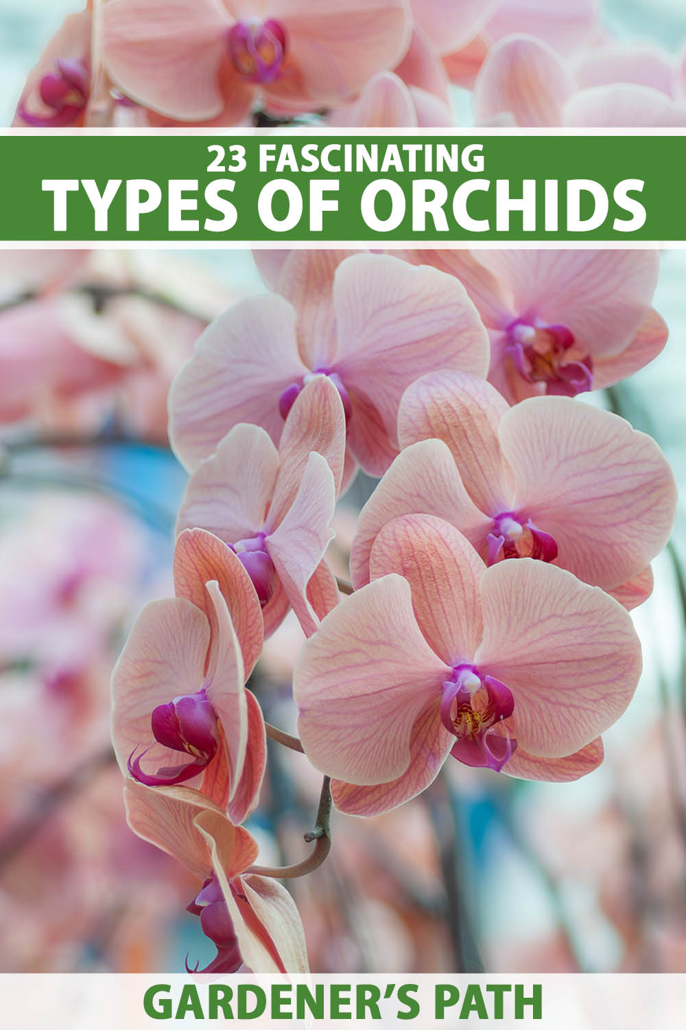 23 of the Best Types of Orchids to Grow as Houseplants