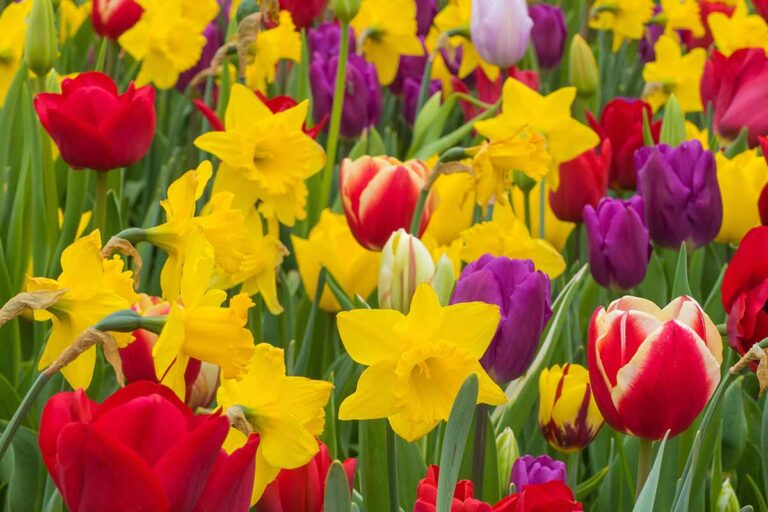 When to Plant Spring-Flowering Bulbs | Gardener’s Path