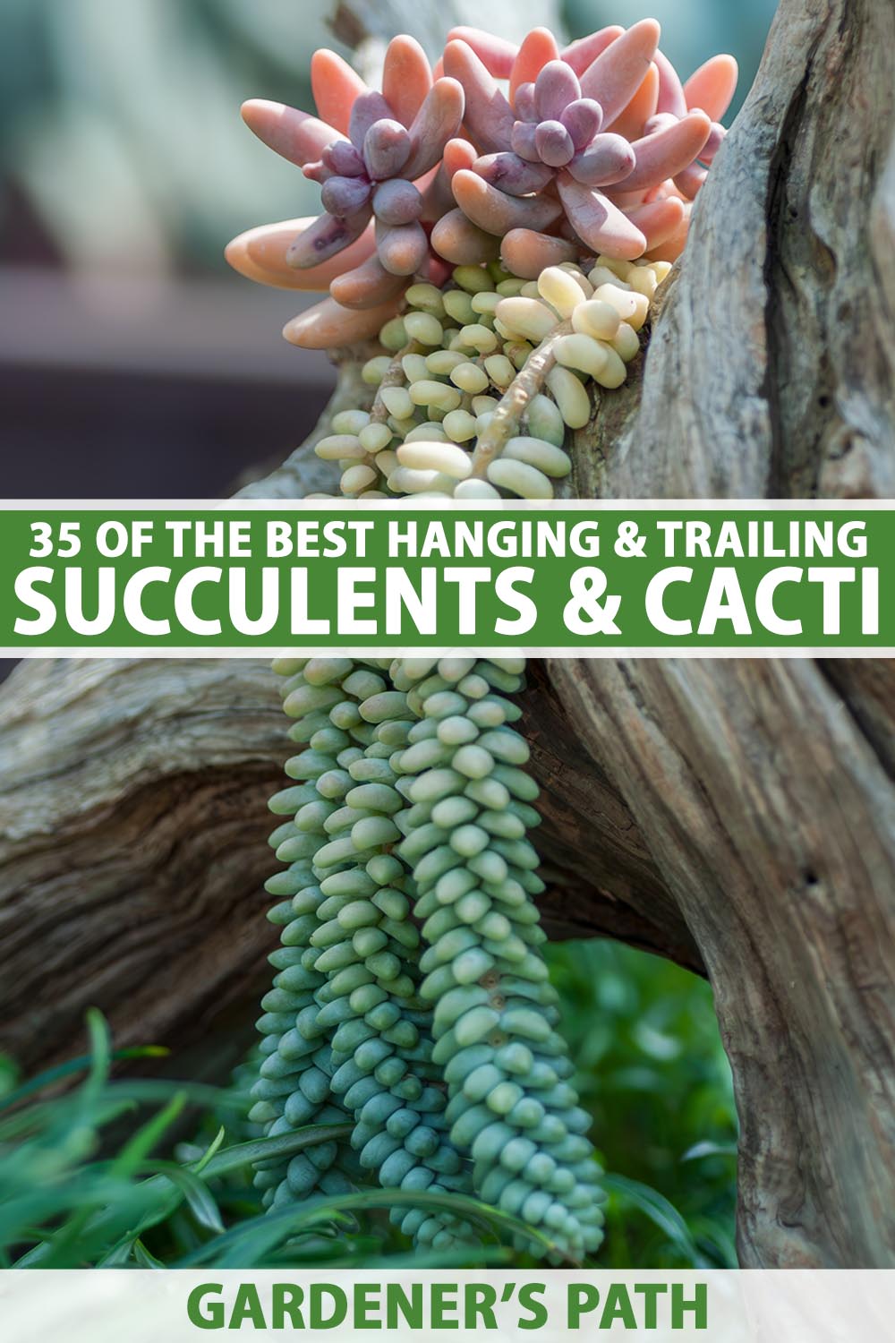 35 of the Best Hanging and Trailing Succulents and Cacti