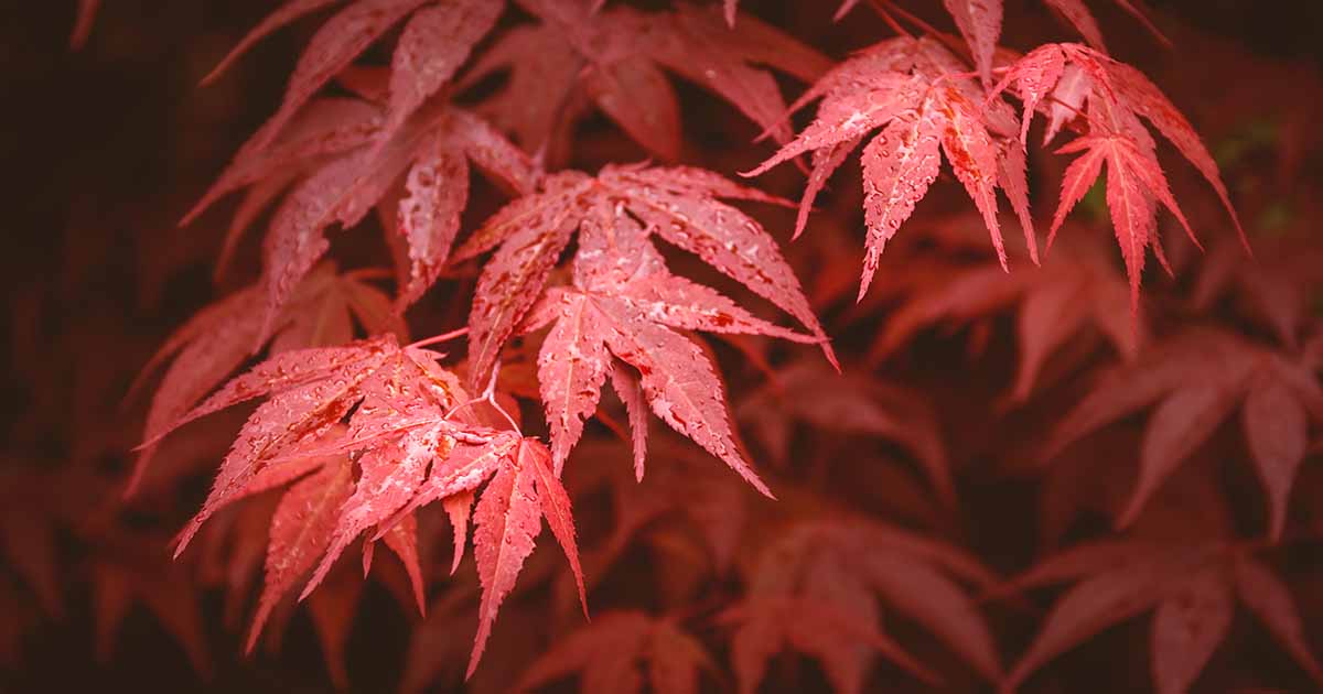 11 of the Best Red Japanese Maples for Your Garden - Improve My Home 24