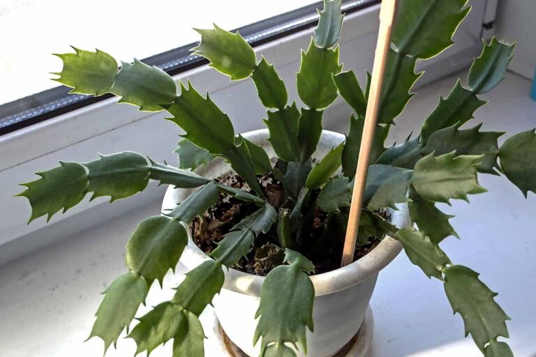 How to Grow and Care for Christmas Cactus | Gardener’s Path