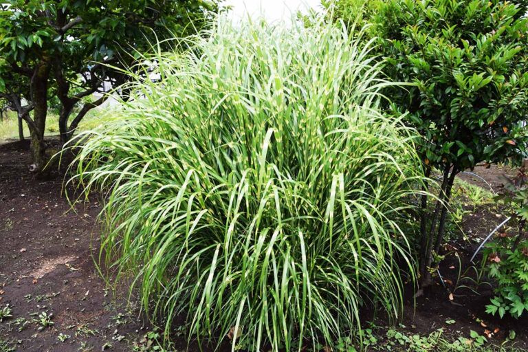 Learn How to Grow Zebra Grass | Gardener's Path