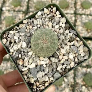 How to Grow Baseball Plant (Euphorbia obesa) | Gardener’s Path