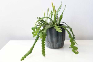 How to Grow and Care for Fishbone (Zig Zag) Cactus