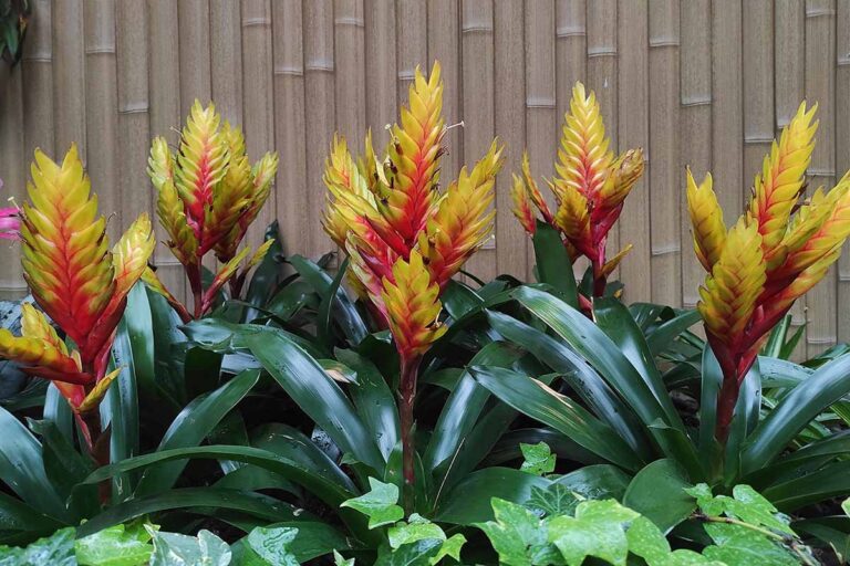 Learn How to Grow Flaming Sword Bromeliads (Vriesea)