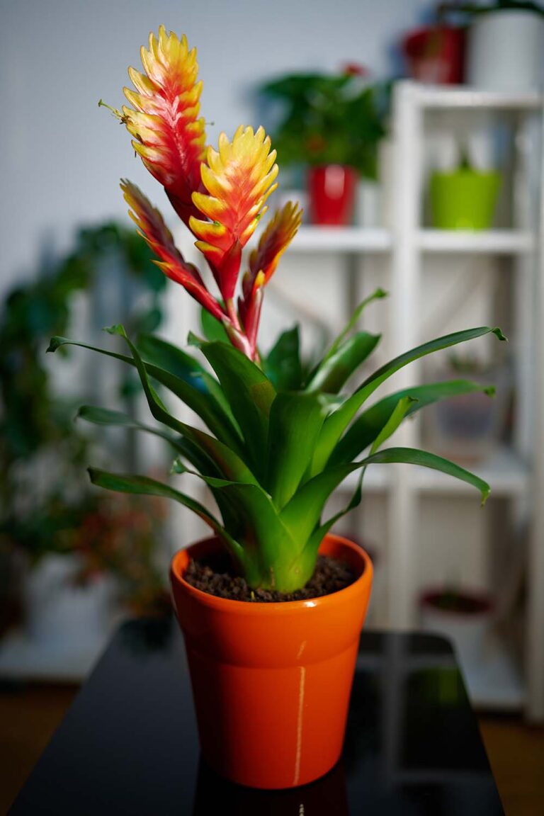 Learn How to Grow Flaming Sword Bromeliads (Vriesea)