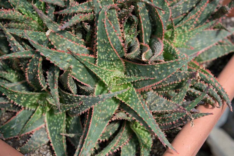 How to Grow and Care for Christmas Carol Aloe | Gardener’s Path