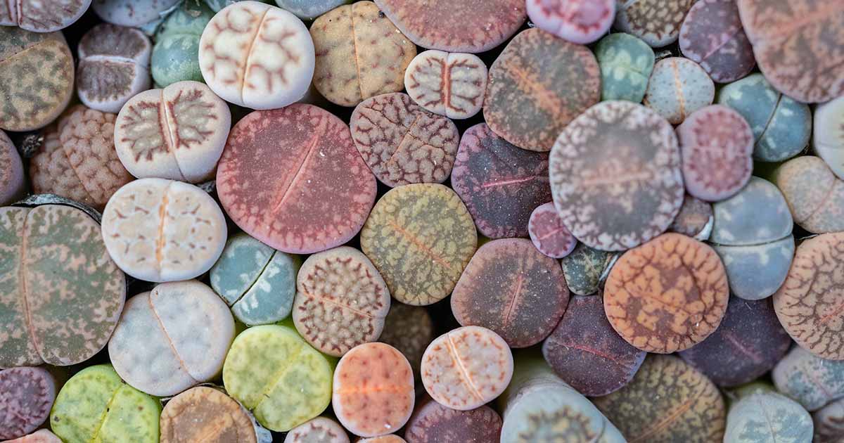 How to Grow and Care for Lithops Living Stone Plants