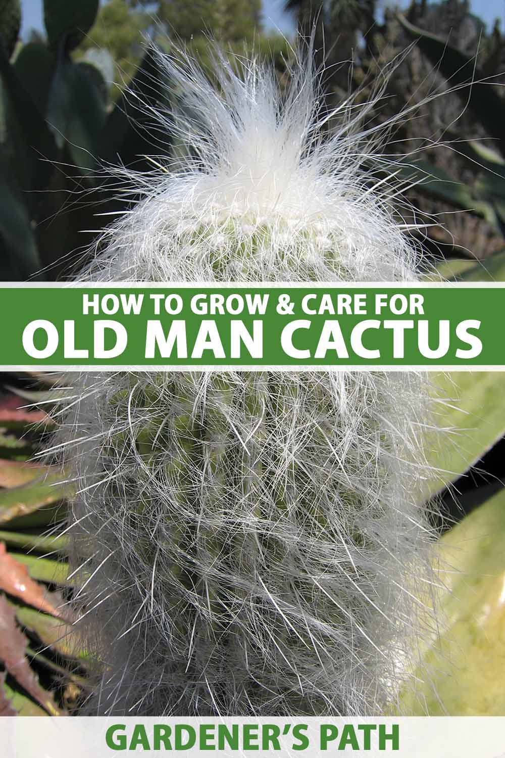 Learn How to Grow and Care for Old Man Cactus | Gardener’s Path