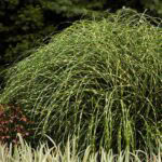 Learn How to Grow Zebra Grass | Gardener's Path