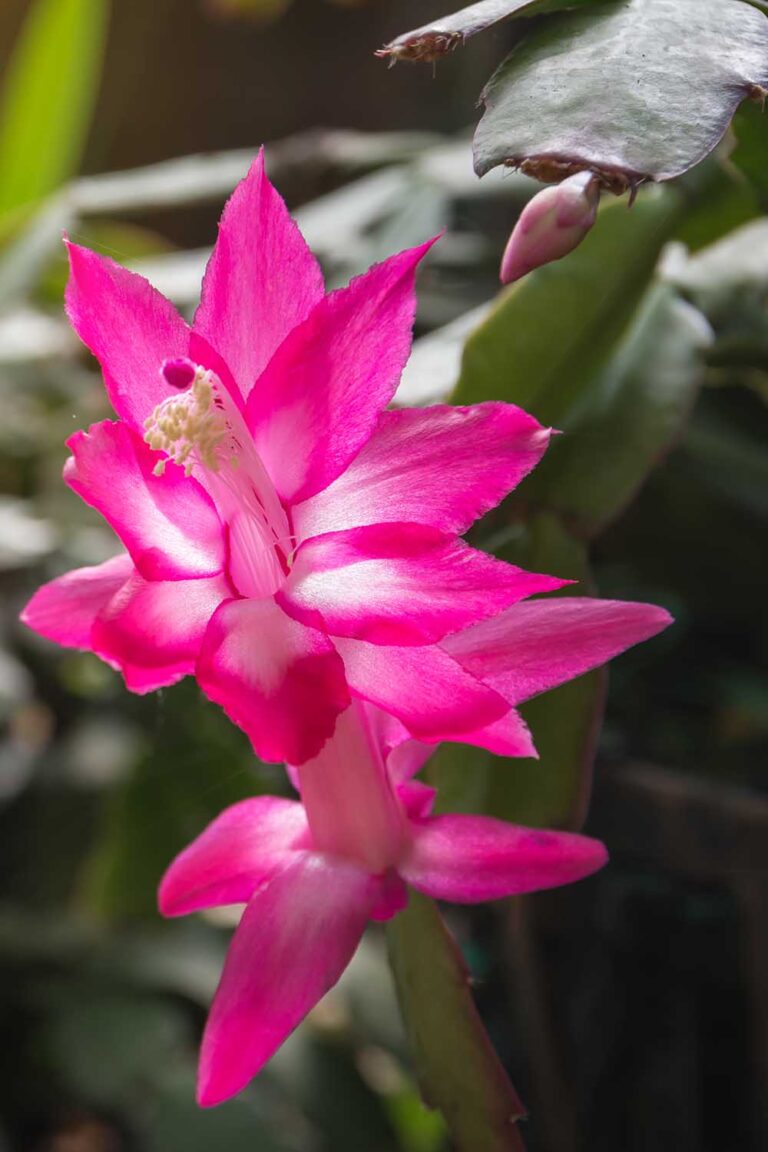 How to Grow and Care for Christmas Cactus | Gardener’s Path