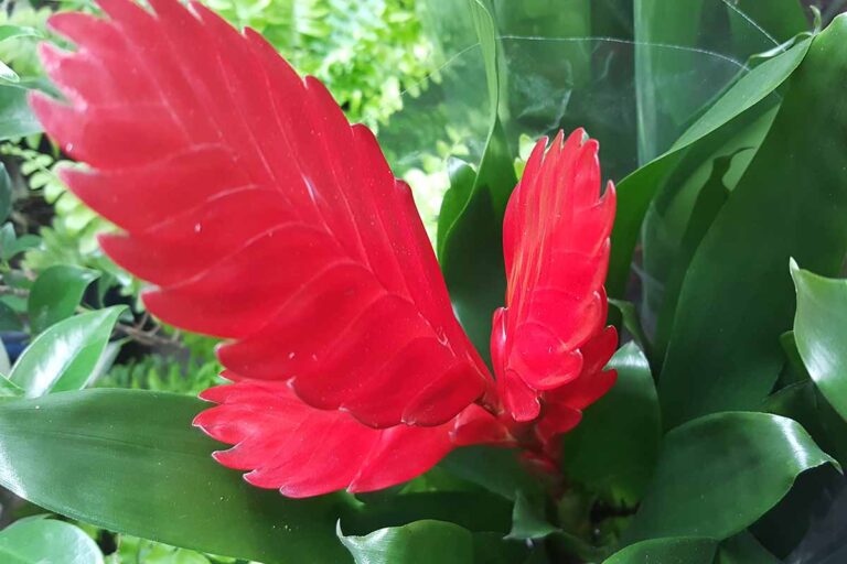 Learn How to Grow Flaming Sword Bromeliads (Vriesea)