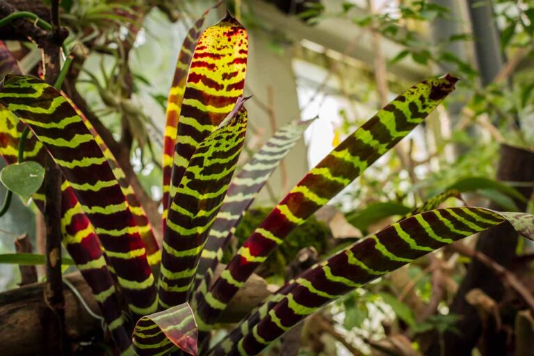 Learn How to Grow Flaming Sword Bromeliads (Vriesea)