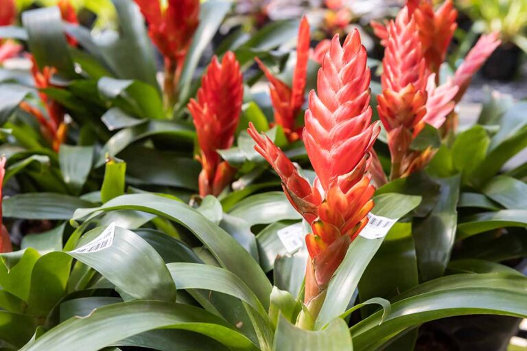 Learn How to Grow Flaming Sword Bromeliads (Vriesea)