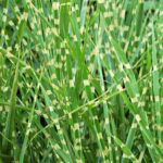 Learn How to Grow Zebra Grass | Gardener's Path