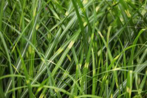 Learn How to Grow Zebra Grass | Gardener's Path
