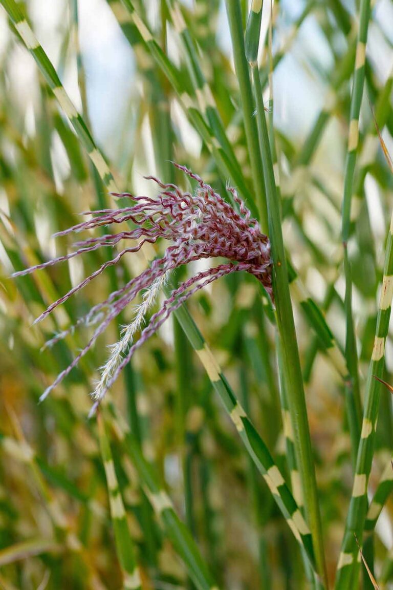 Learn How to Grow Zebra Grass | Gardener's Path