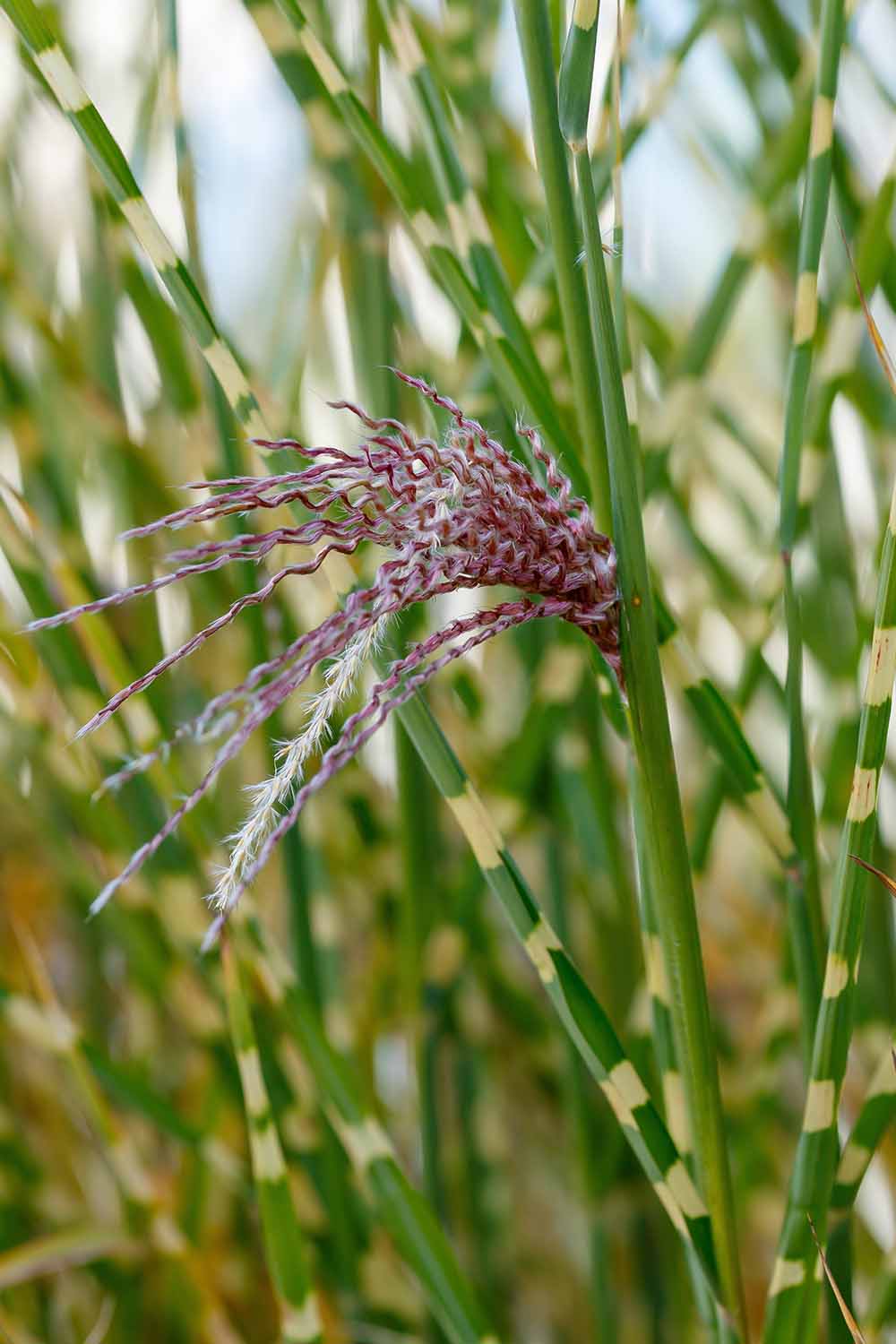 Learn How to Grow Zebra Grass | Gardener's Path