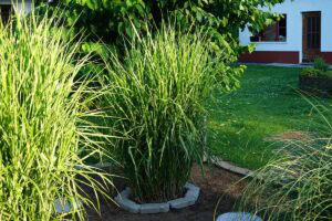 Learn How to Grow Zebra Grass | Gardener's Path