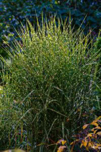 Learn How to Grow Zebra Grass | Gardener's Path
