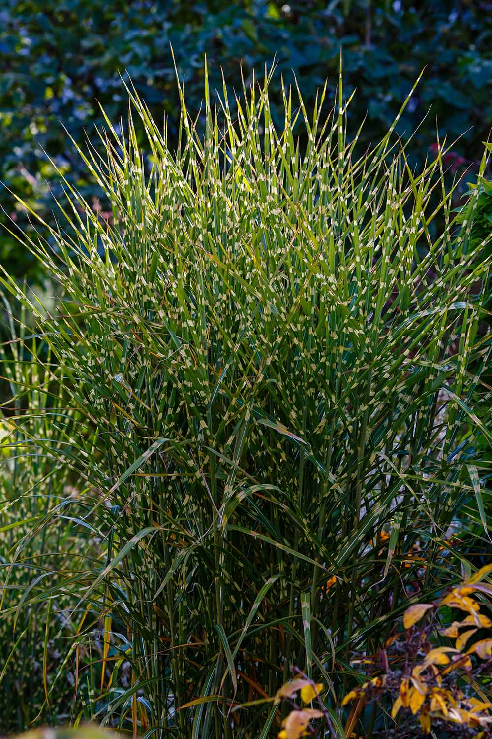 Learn How to Grow Zebra Grass | Gardener's Path