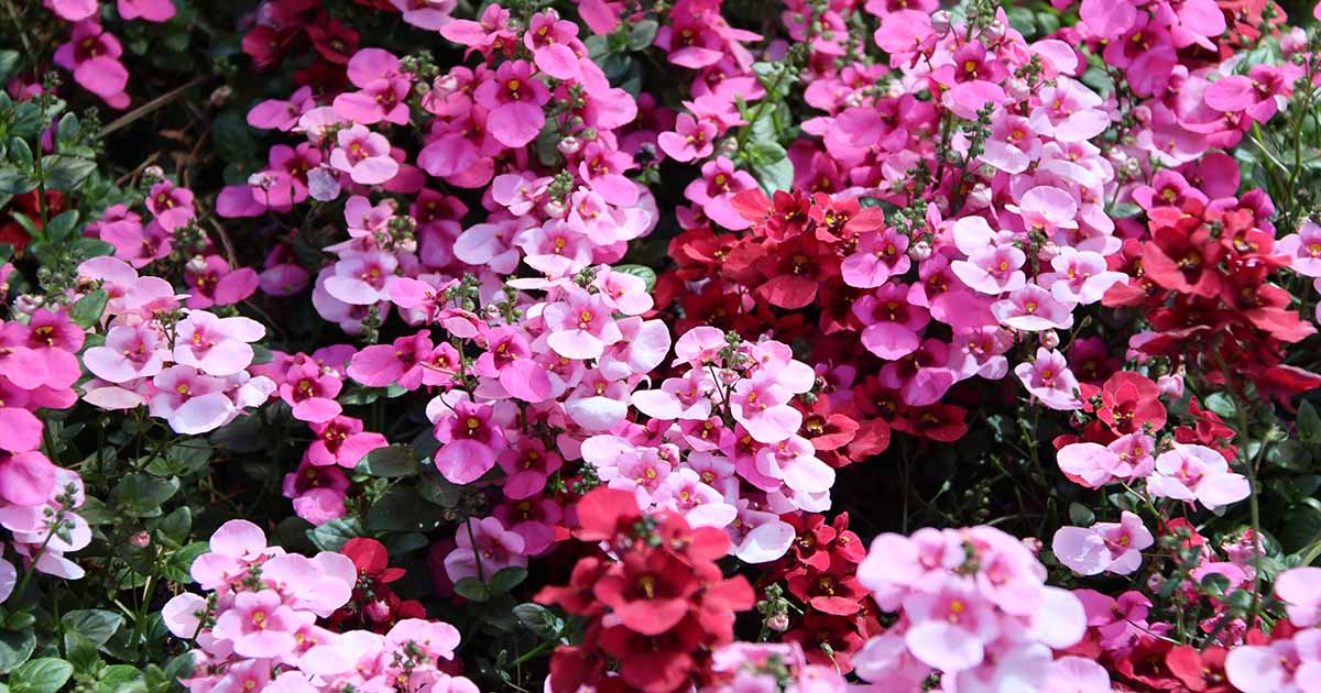 Learn How to Grow Vibrant Diascia (Twinspur) | Gardener’s Path