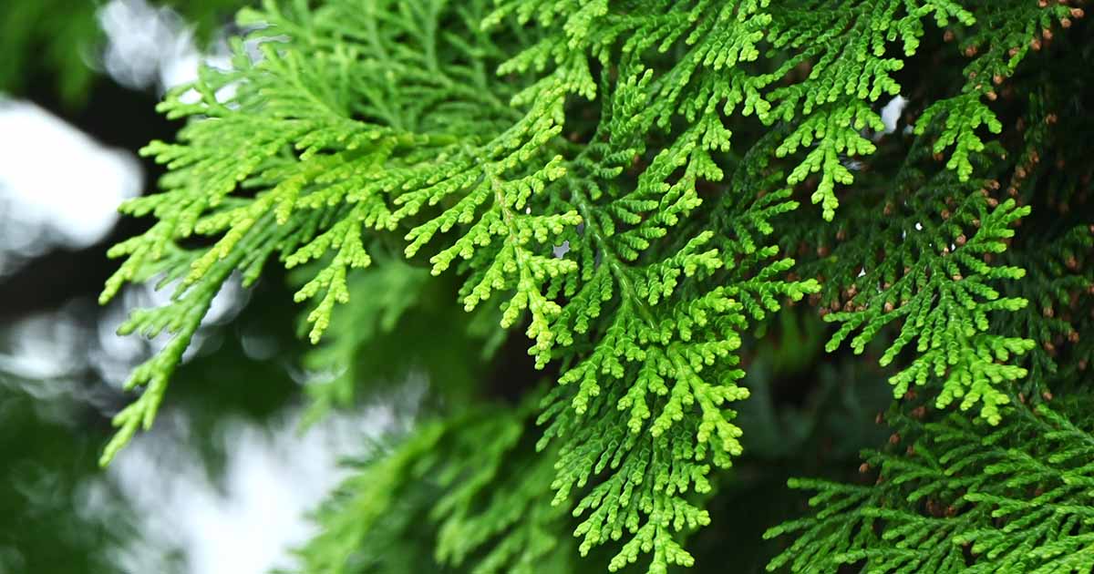 How to Grow and Care for Hinoki Cypress Trees | Gardener’s Path