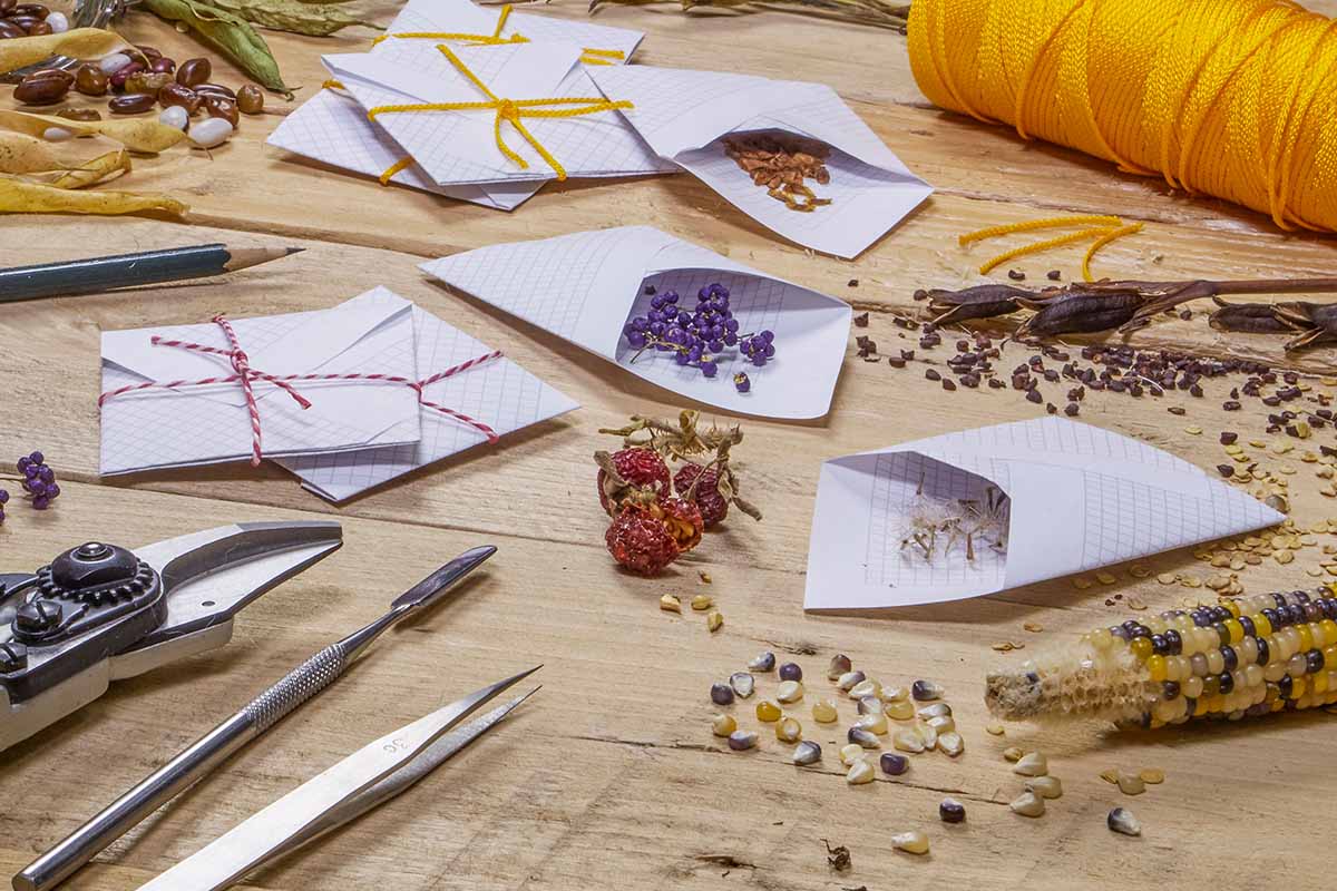 Collecting Flower Seeds: How to Save Seeds from the Garden