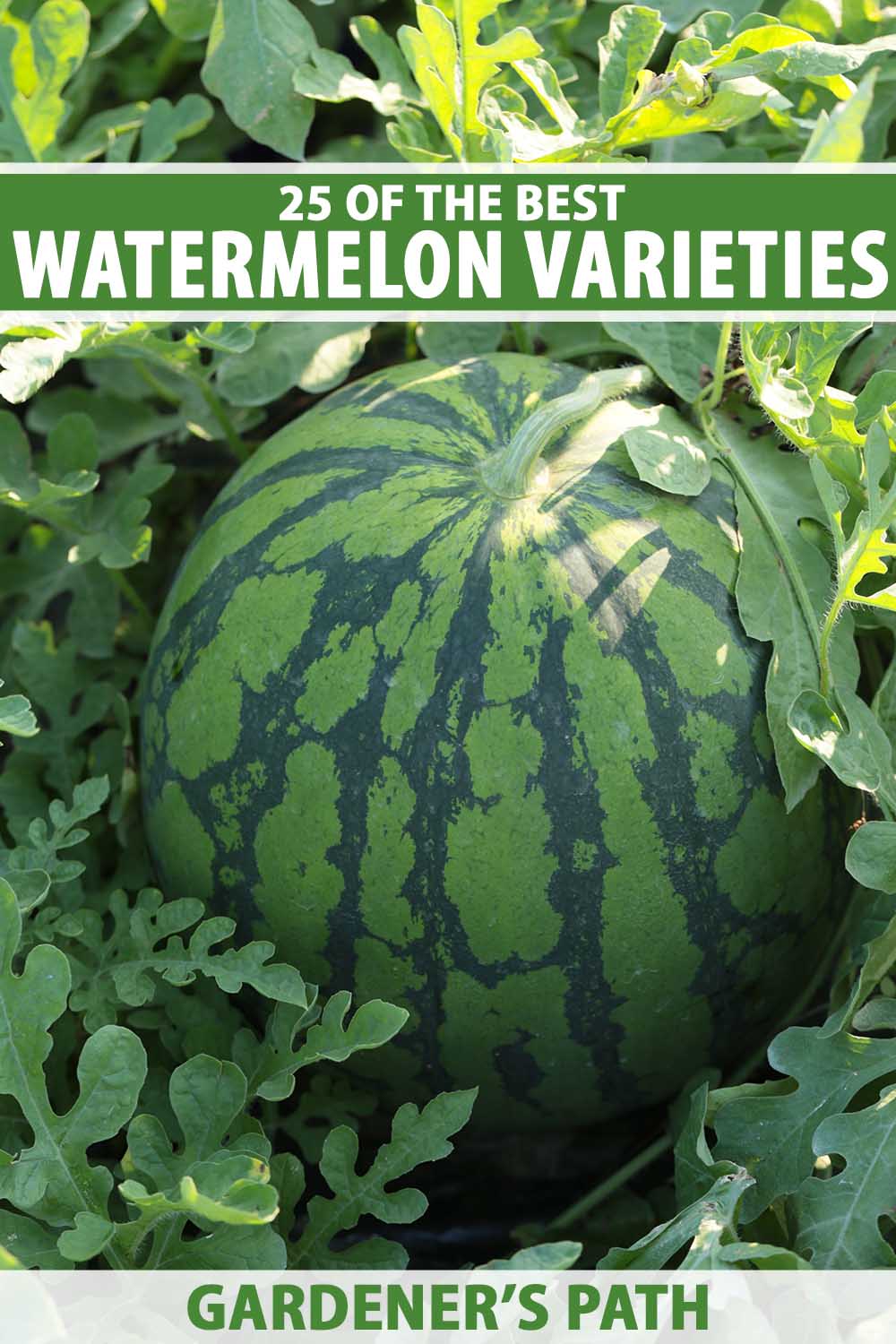 25 of the Best Watermelon Varieties to Grow at Home